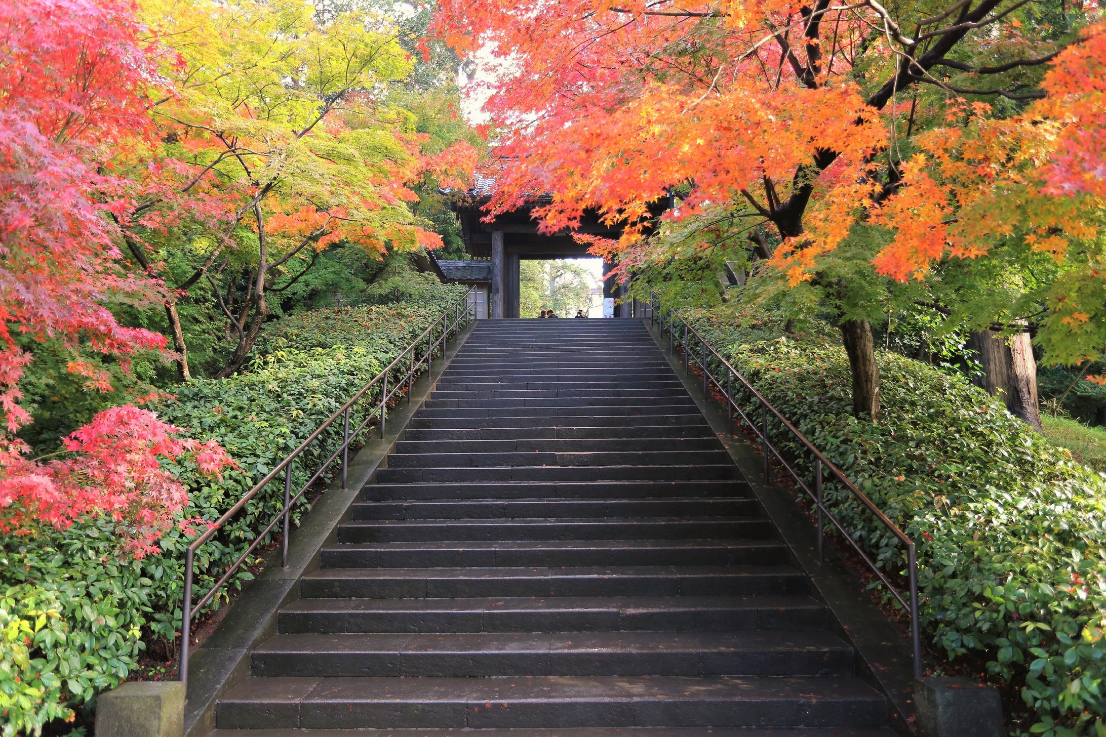 Kamakura Area Autumn colours report - kina village