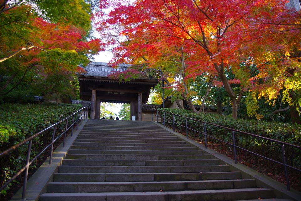 Autumn leaves in Kamakura 2017 - kina village